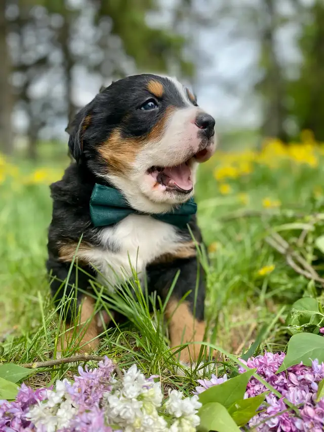 Swiss Bernese Mountain Puppies for Sale | Dogs & Puppies for Rehoming ...