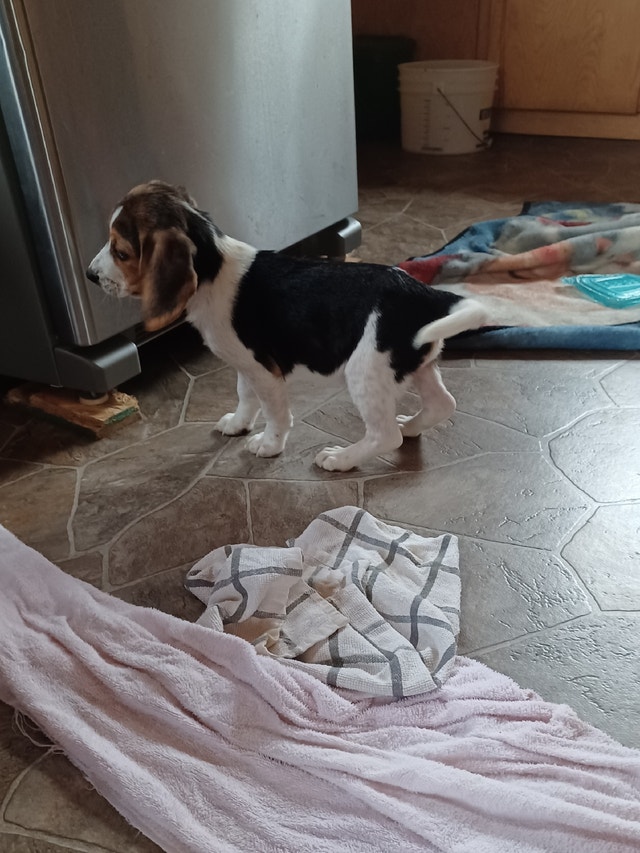 One 9 Week Old Female Beagle Pup | Dogs & Puppies for Rehoming | Cape ...
