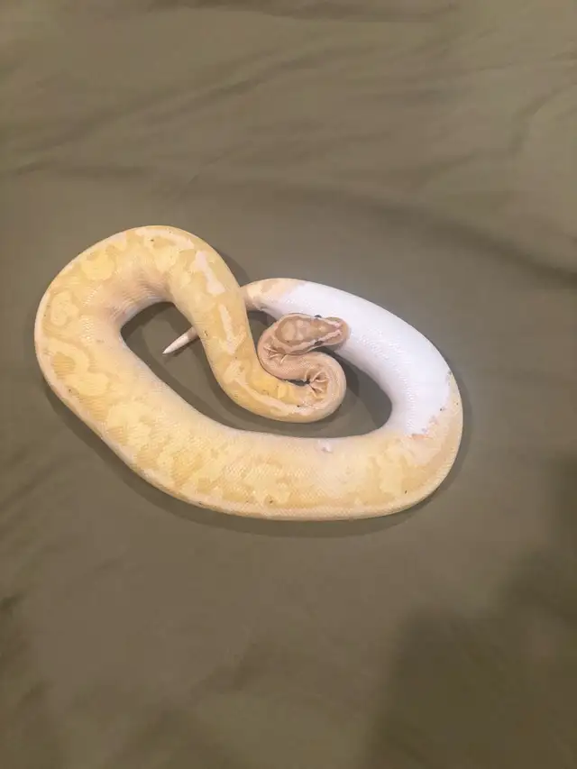 pastel banana pied ball python | Reptiles & Amphibians for Rehoming ...