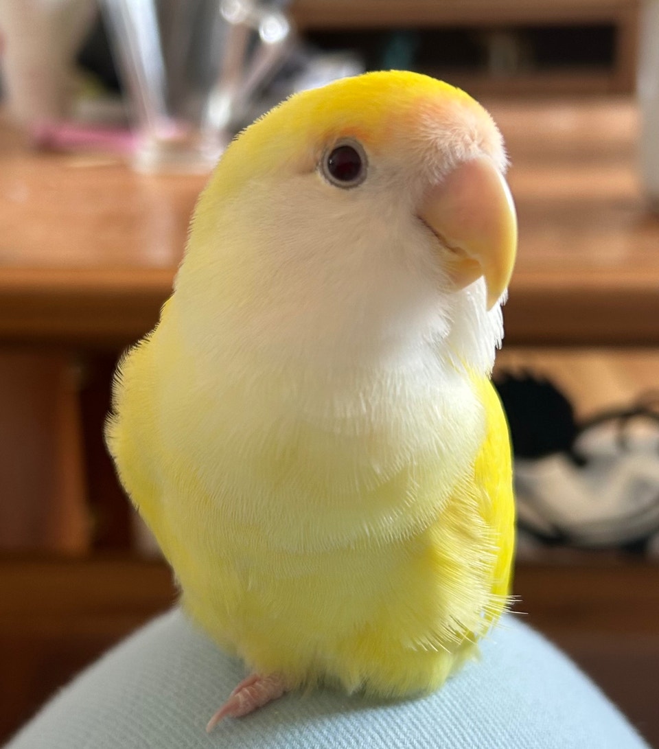 Inséparable femelle | Birds for Rehoming | City of Montréal | Free ...