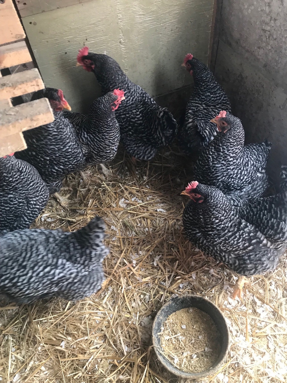 Heritage Line Plymouth Barred Rock Hens | Livestock | Kingston | Free ...