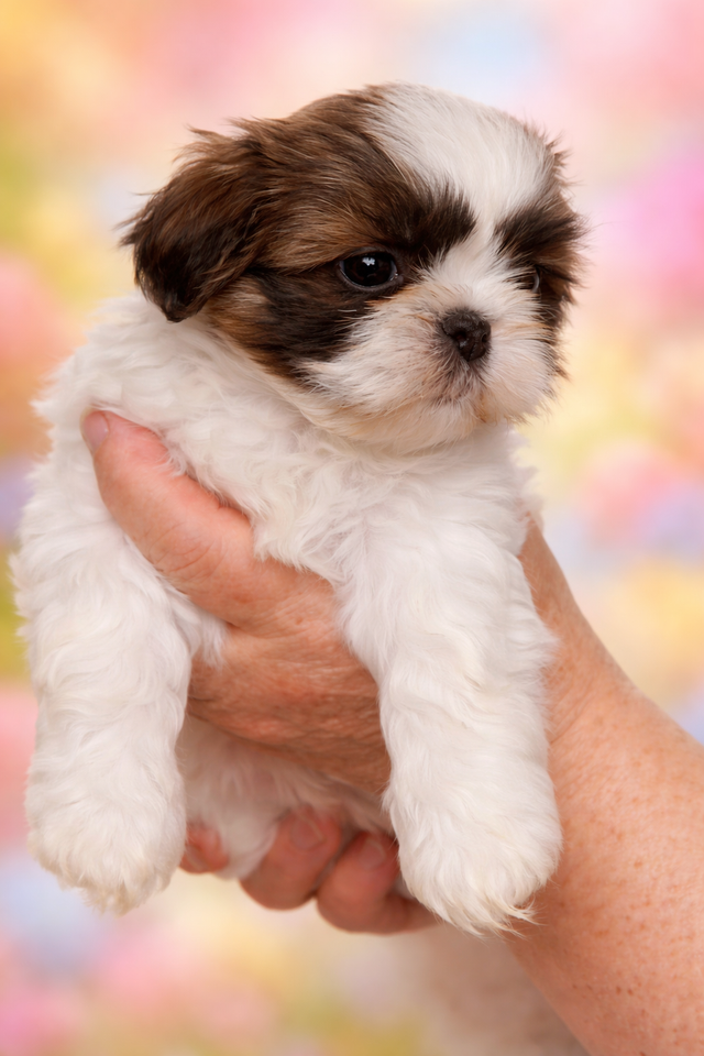 HOUSE TRAINED purebred SHIH TZU puppies Ready to Go | Dogs & Puppies ...