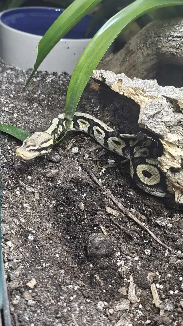 5 year old Ball Python with enclosure & accessories | Reptiles ...