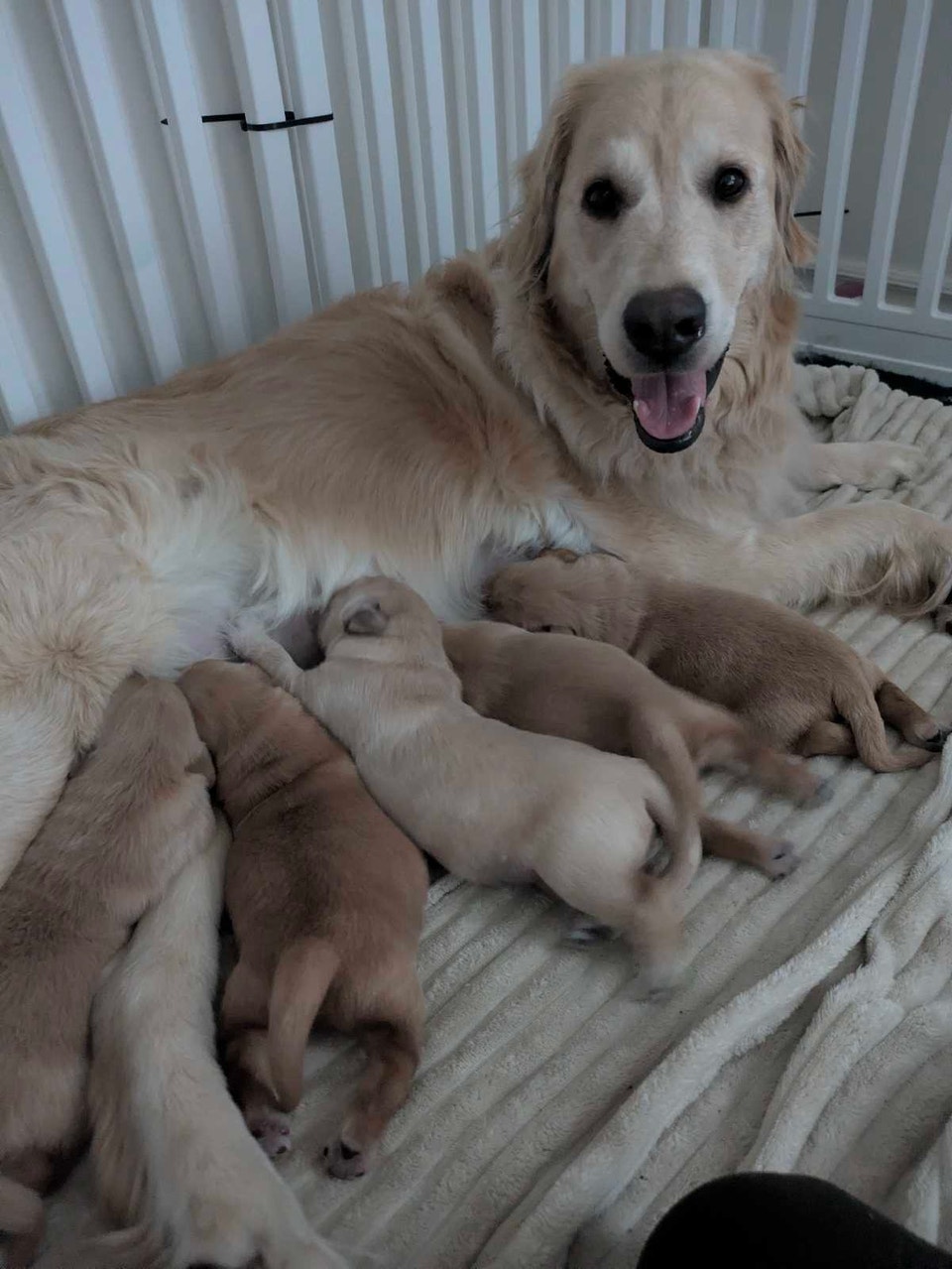 Golden Retriever de type "field" | Dogs & Puppies for Rehoming | Laval ...