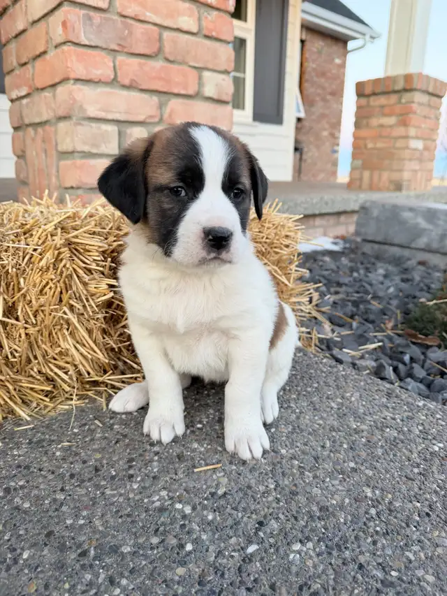 St. Bermastiff Puppies | Dogs & Puppies for Rehoming | Lethbridge ...