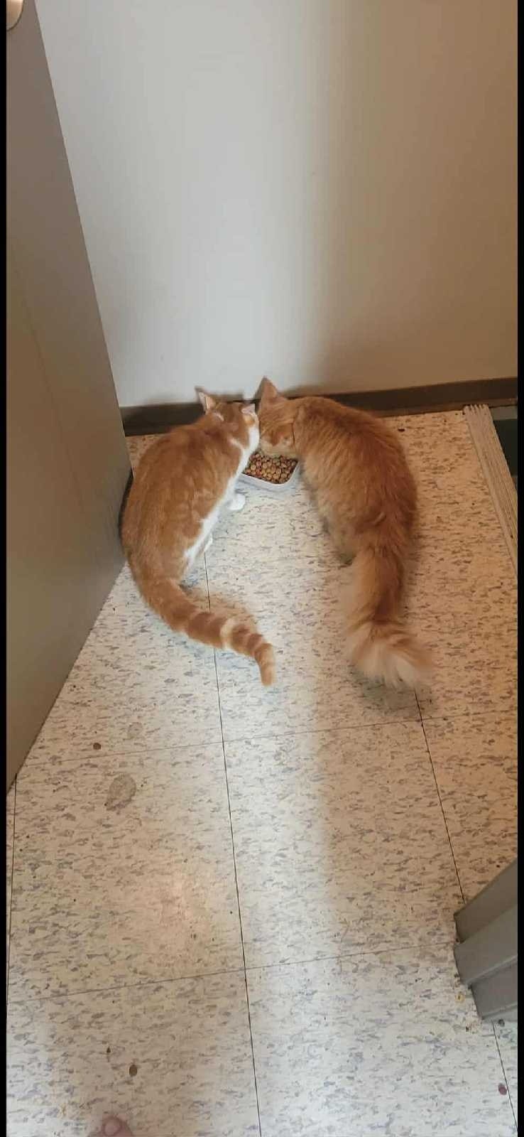 rehoming 2 female cats | Cats & Kittens for Rehoming | Brandon | Free ...