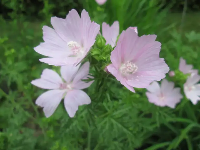 Fleurs vivaces/campanules bleues & + | Plants, Fertilizer & Soil ...