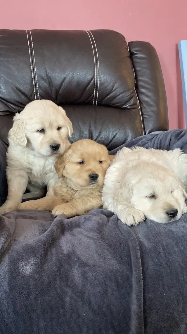 Golden Retriever Puppies | Dogs & Puppies for Rehoming | Owen Sound ...