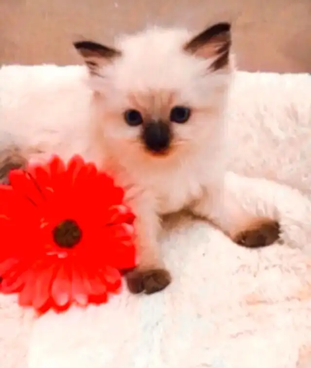 GORGEOUS BABY RAGDOLLS! BICOLOR RAGDOLLS AVAILABLE!!! | Cats & Kittens ...
