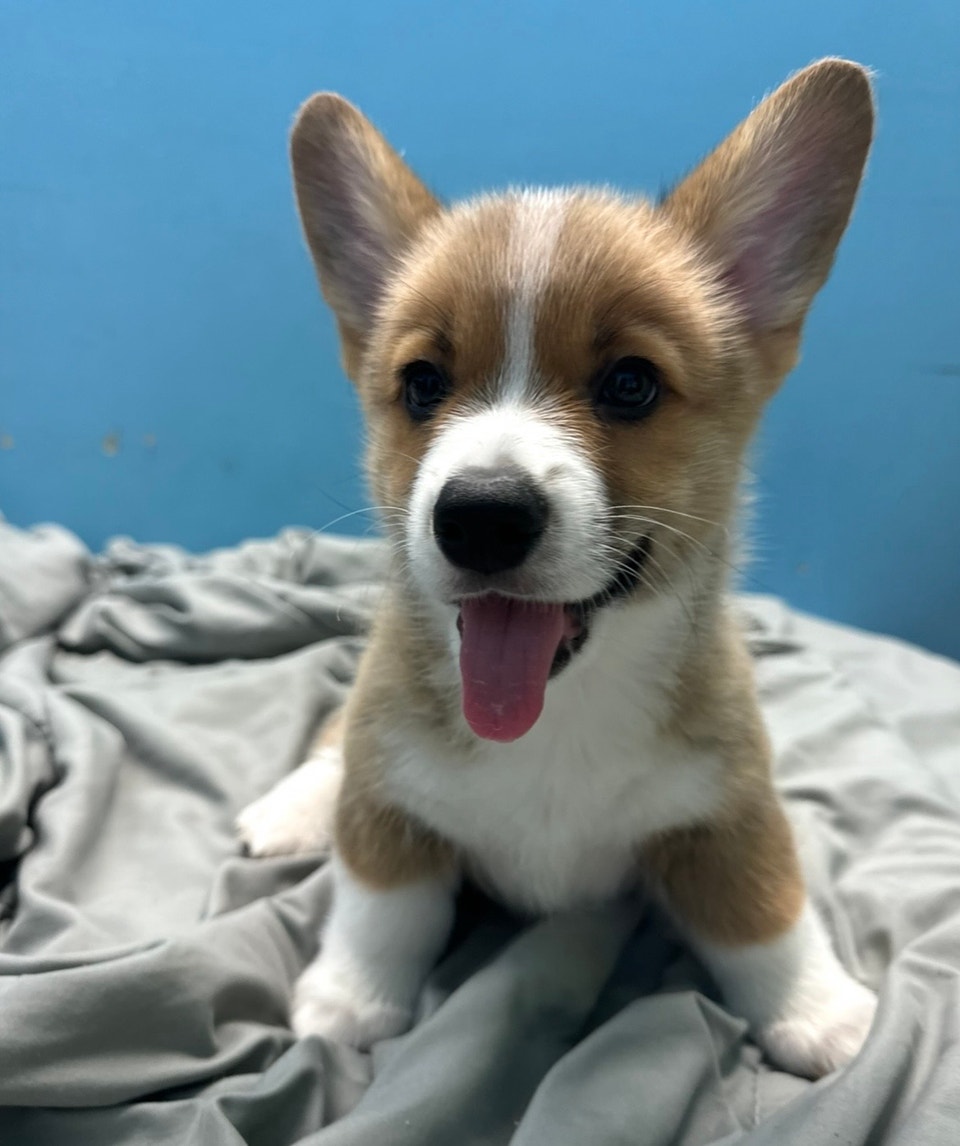 Purebred Pembroke Welsh Corgi Puppies | Dogs & Puppies for Rehoming ...