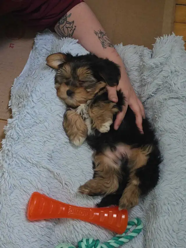 Puppy Morkie | Dogs & Puppies for Rehoming | City of Montréal | Free ...