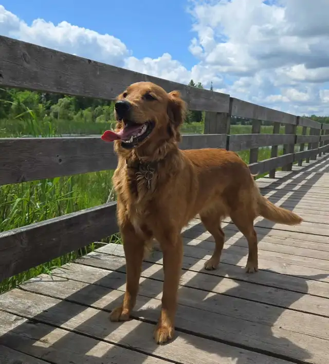 Red Field Retrievers / Golden Retrievers coming soon! | Dogs & Puppies ...