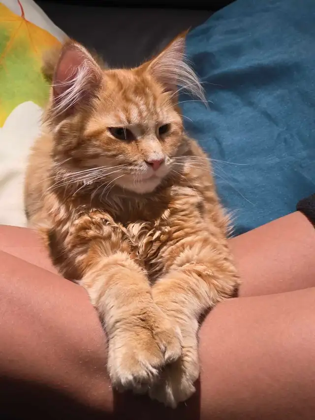 Nain coon | Cats & Kittens for Rehoming | Longueuil / South Shore ...