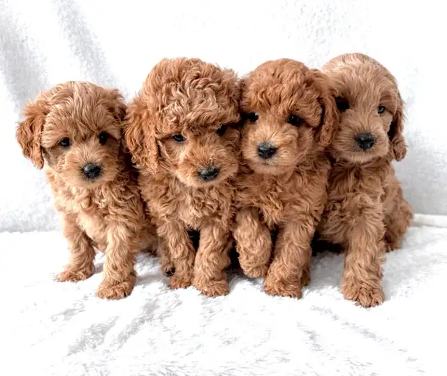 Mini Cockapoo puppies ! | Dogs & Puppies for Rehoming | Calgary | Free ...