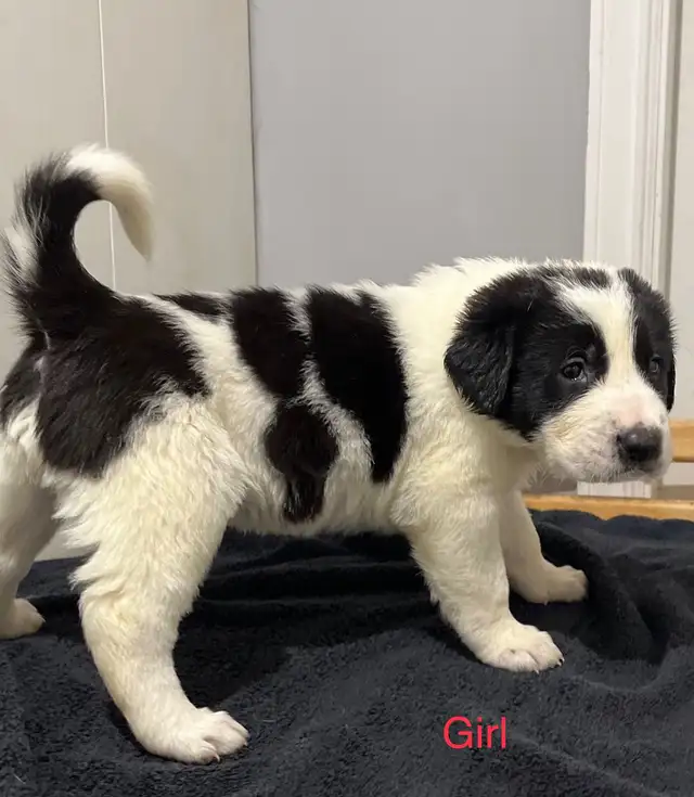 Purebred Central Asian Shepherd puppies | Dogs & Puppies for Rehoming ...