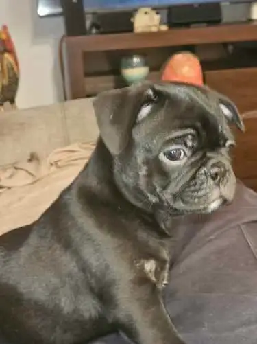 Adorable French bulldog & pug | Dogs & Puppies for Rehoming | City of ...
