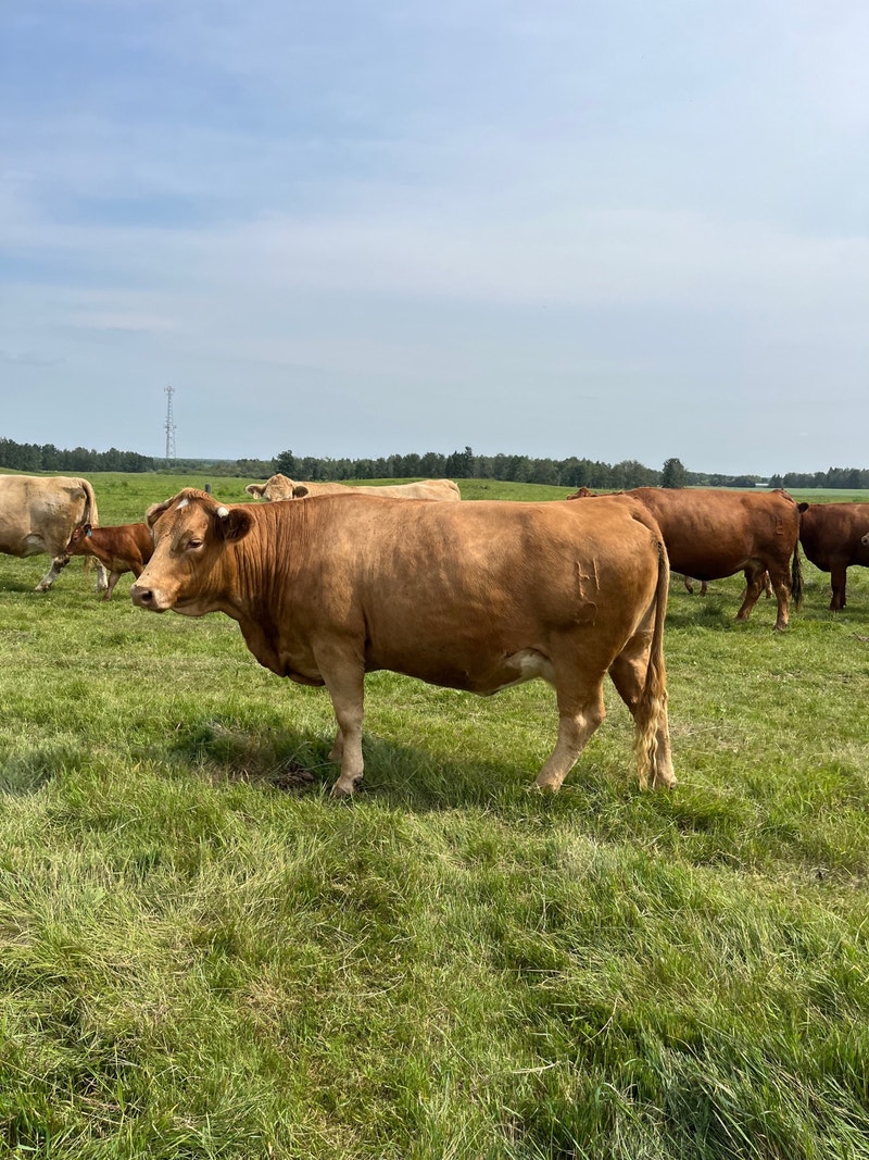 Bred cows | Livestock | Edmonton | Kijiji