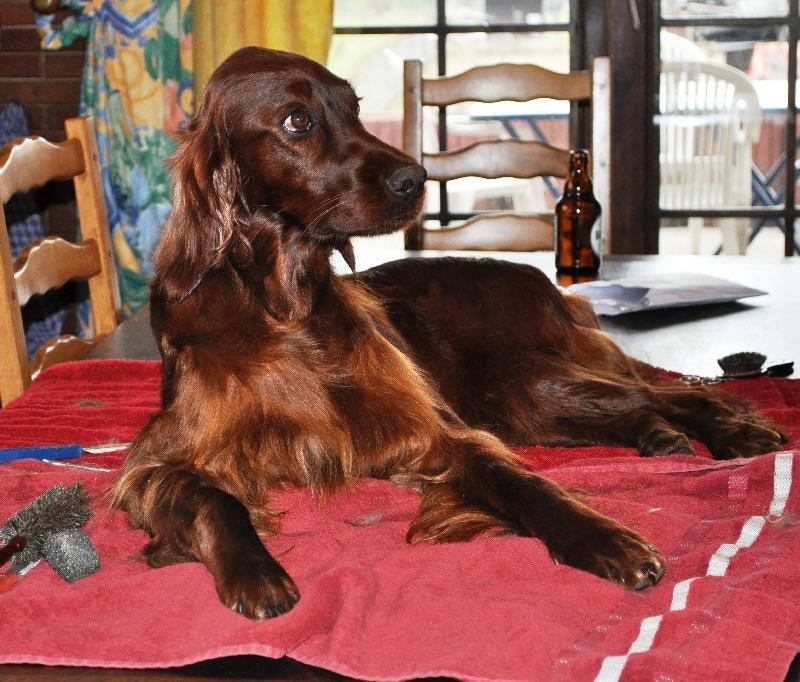 CKC Reg. Irish Setter puppies for Sale. | Dogs & Puppies for Rehoming ...