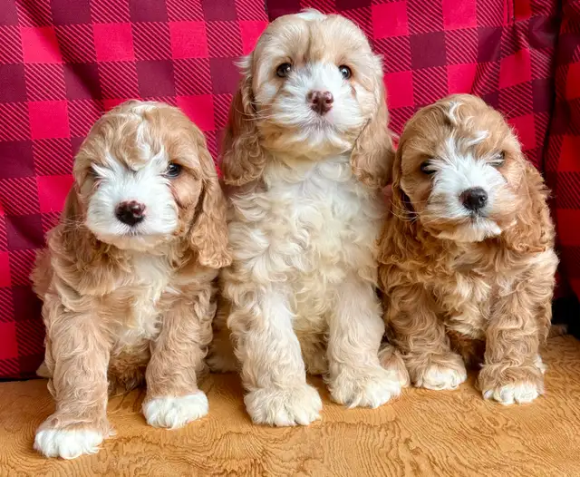 mini cockapoo puppies | Dogs & Puppies for Rehoming | City of Montréal ...