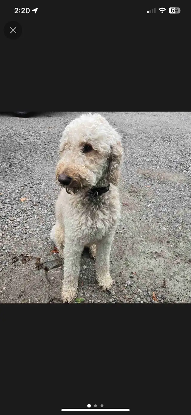 Standard poodle | Dogs & Puppies for Rehoming | City of Toronto | Free ...