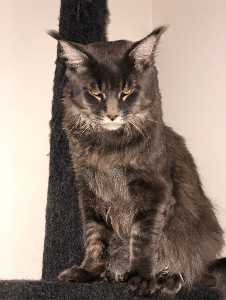 Registered Maine Coon kittens | Cats & Kittens for Rehoming | Vancouver ...