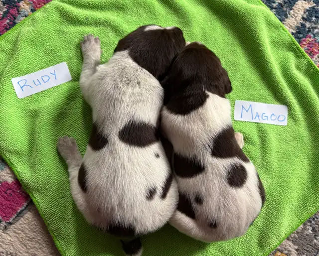 4 week old , puppies to add to your summer fun | Dogs & Puppies for ...