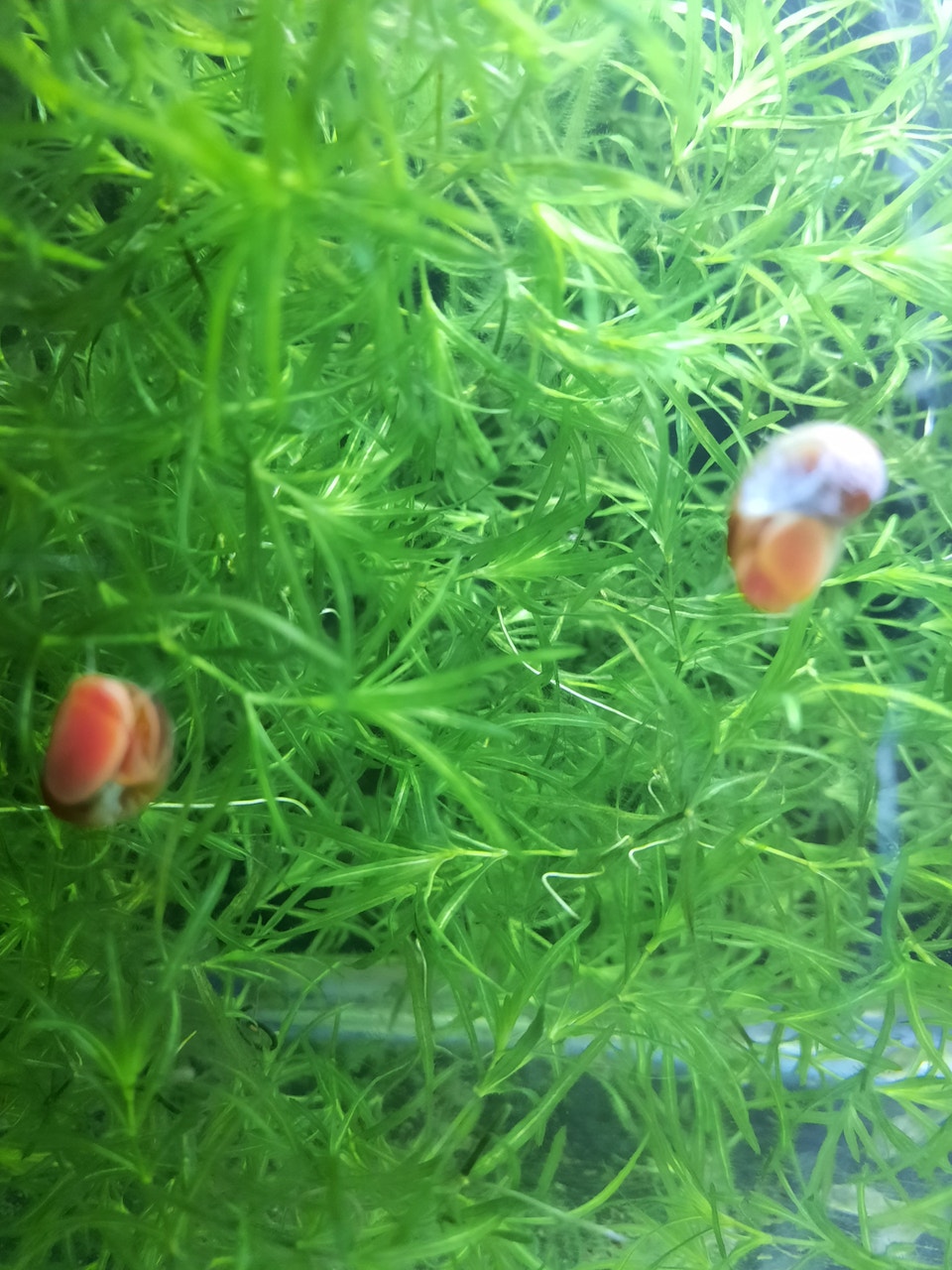 Ramshorn a donner | Fish for Rehoming | Laval / North Shore | Free ...