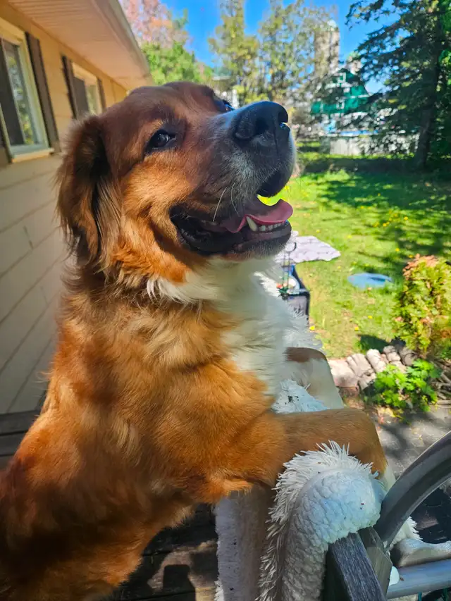 Rehoming Maggie (St. Bernard) | Dogs & Puppies for Rehoming | Ottawa ...