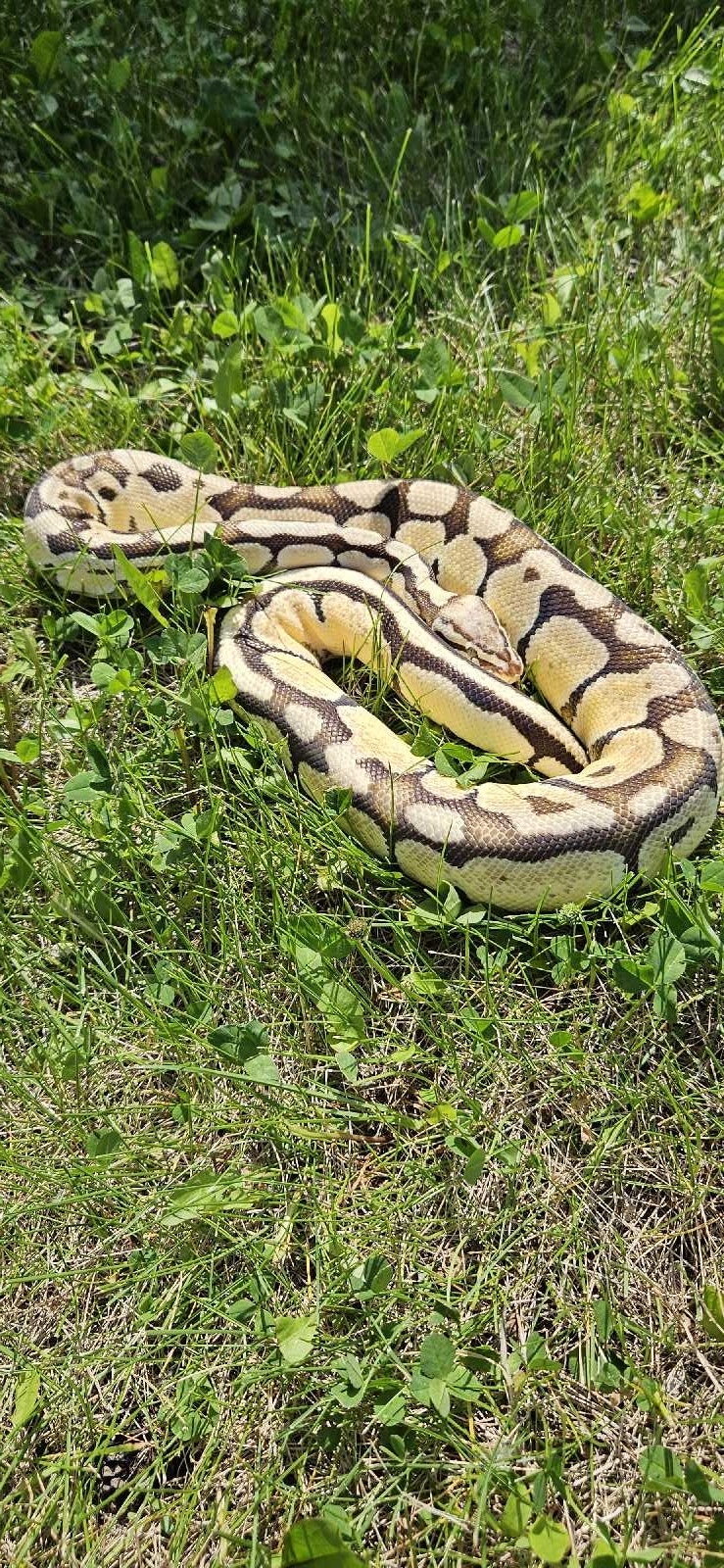 Pythons, King Snakes, Boa and Package Deal. (ALL PENDING) | Reptiles & Amphibians for Rehoming ...