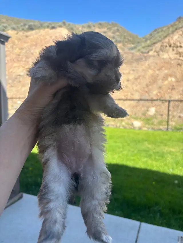 Havenese | Dogs & Puppies for Rehoming | Kamloops | Free local ...