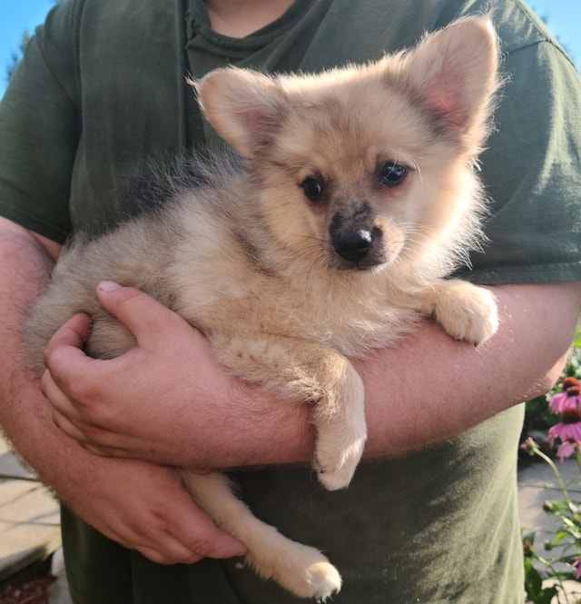 Pomeranian X PomChi Puppies - Ready to Go! | Dogs & Puppies for ...