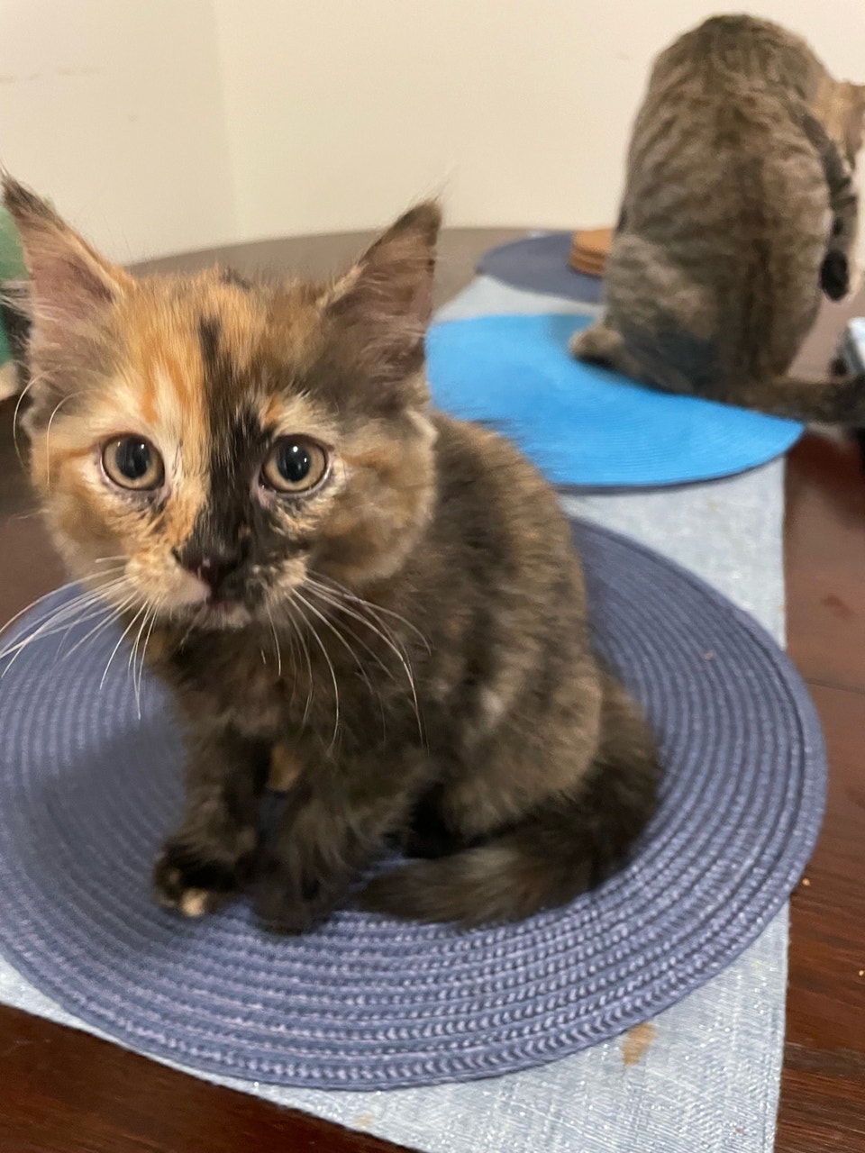 2 Kittens! 1 Male Tabby, 1 Female Orange and Black Ragdoll mix | Cats ...