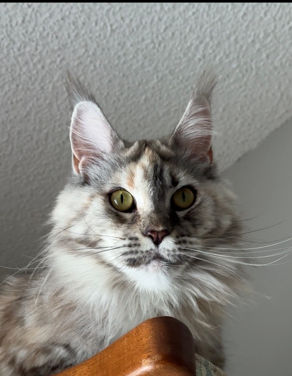 Maine Coons: Kittens & Adults Seeking Loving Homes | Cats & Kittens for ...