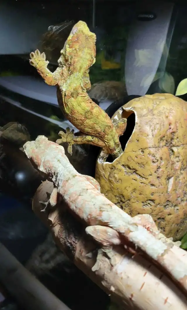 Mossy Green Prehensile-tailed Gecko juveniles! | Reptiles & Amphibians ...