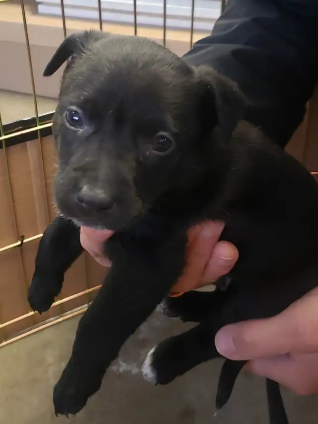 Border Collie X Puppies | Dogs & Puppies for Rehoming | Lethbridge ...