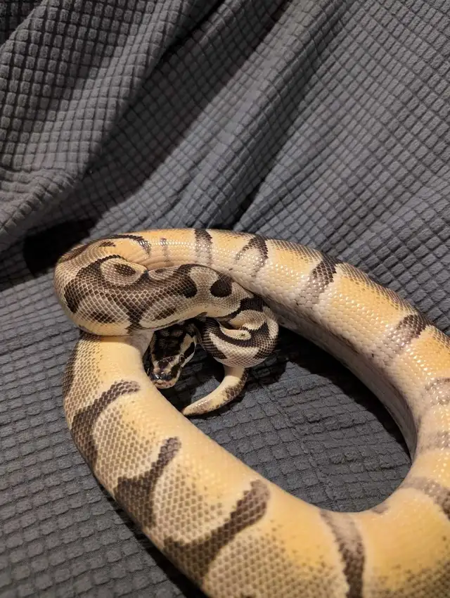 ball pythons | Reptiles & Amphibians for Rehoming | London | Free local ...