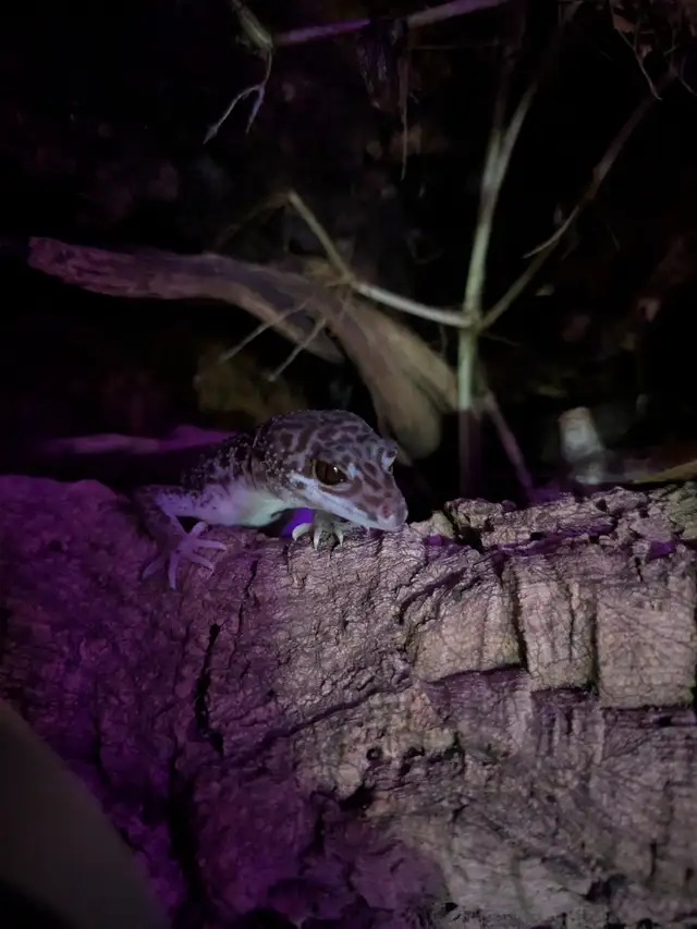 chinese cave gecko and full setup | Reptiles & Amphibians for Rehoming ...