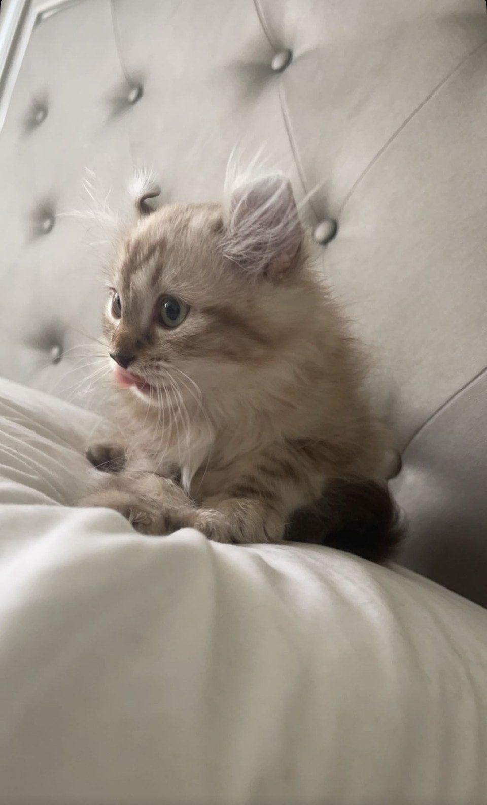 Magnifique highland lynx pure race | Cats & Kittens for Rehoming | City ...