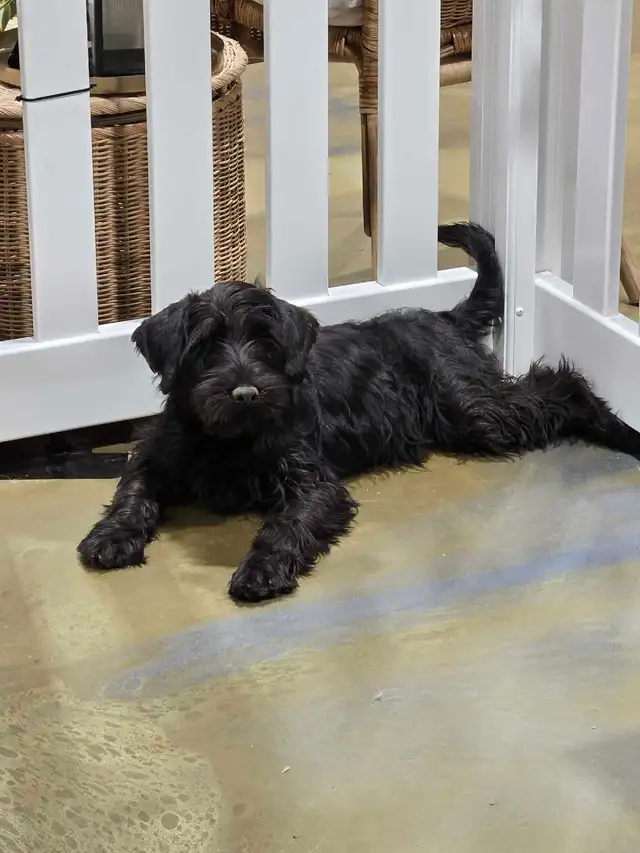 Schnauzer Boy, CKC reg, Vacc, Microchip, Health guarantee | Dogs ...
