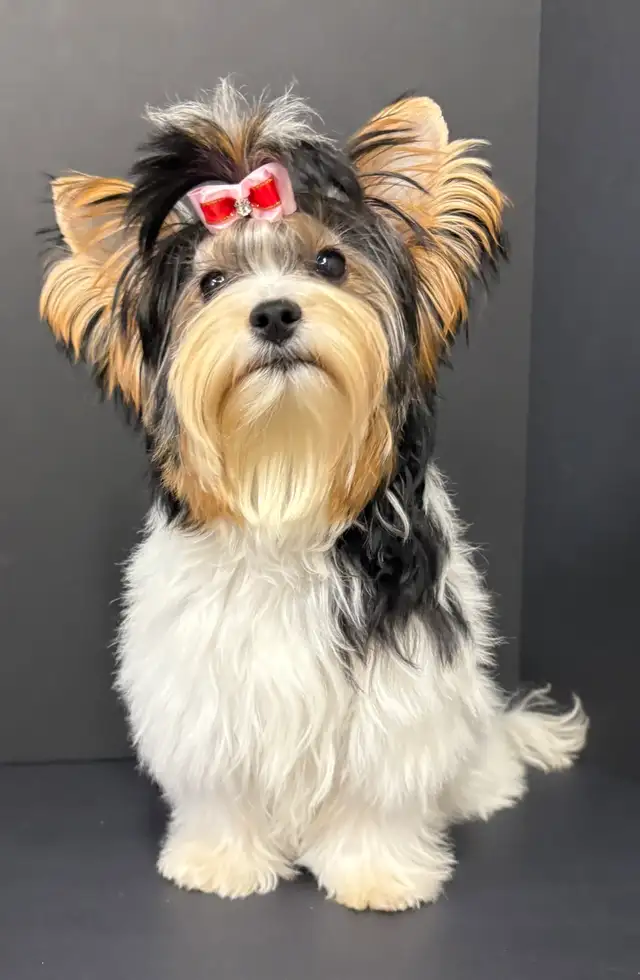 Biewer Terrier (Parti-Coloured Yorkie) | Dogs & Puppies for Rehoming ...