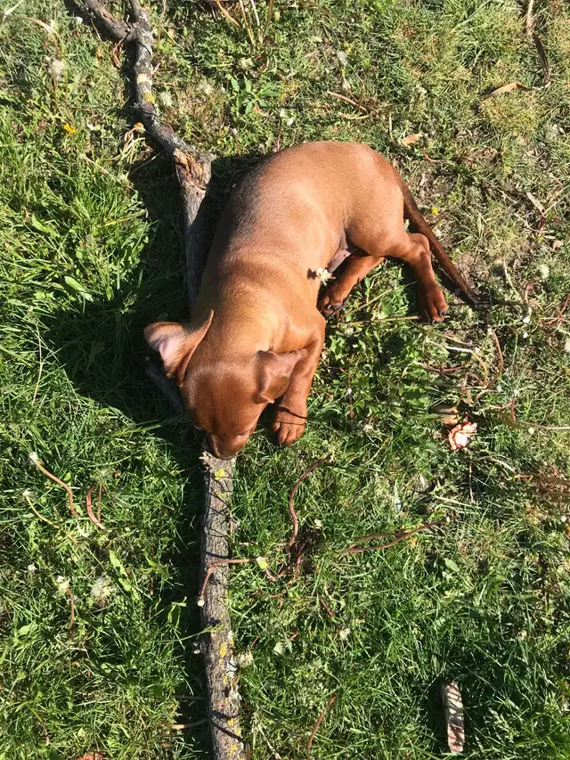 Purebred Miniature Dacshund | Dogs & Puppies for Rehoming | Edmonton ...