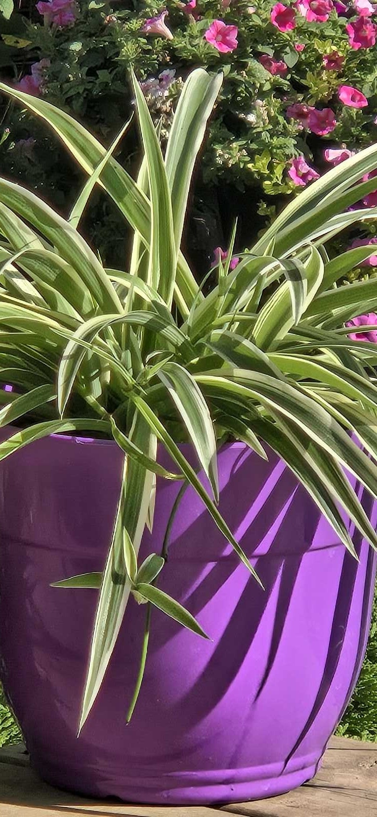 PLANT SALE! LARGE SPIDER PLANT IN NEW PURPLE PLASTIC POT | Plants ...