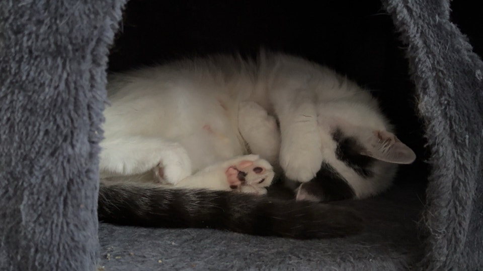 two beautiful female cats for rehome | Cats & Kittens for Rehoming ...