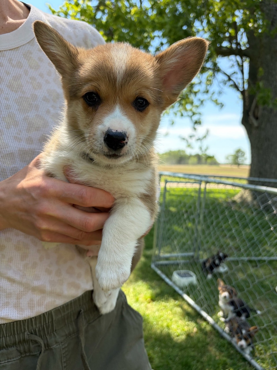 Pembroke Welsh Corgi | Dogs & Puppies for Rehoming | London | Free ...