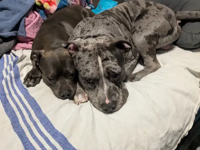 Stud American bully standard 2 years old Blue tri colour | Animal & Pet ...