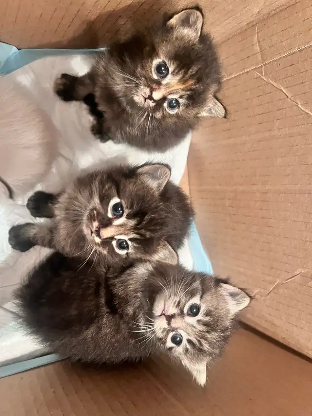 Maine coone mix ragdoll , tabby mix cat | Cats & Kittens for Rehoming ...