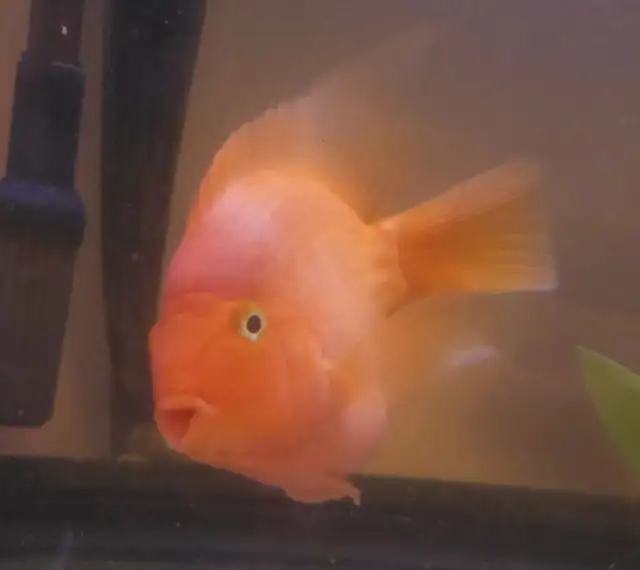 2 Blood Parrot fish | Fish for Rehoming | London | Free local ...