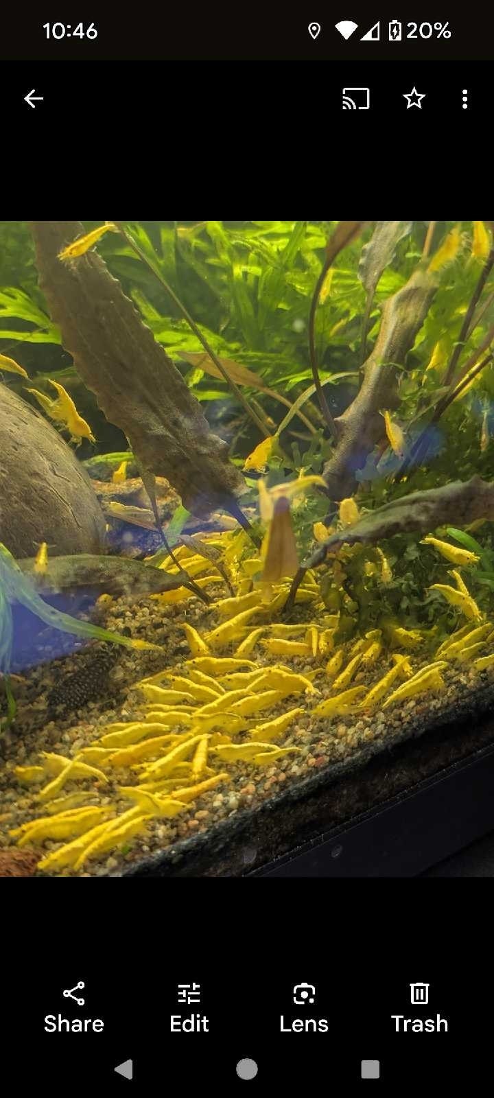 Yellow Golden Back Shrimp | Fish for Rehoming | City of Toronto | Free ...