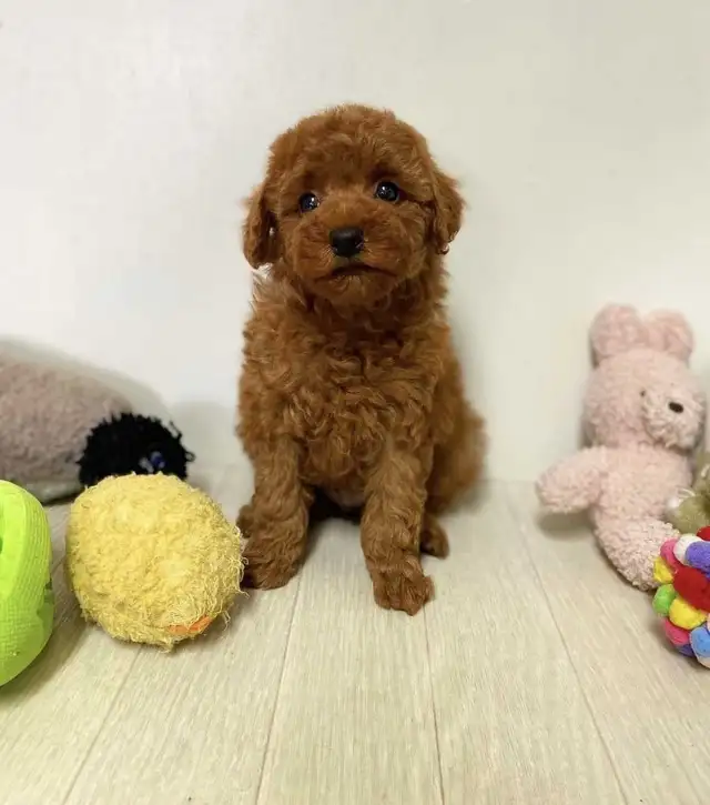 Cute Mini Poodles Puppies | Dogs & Puppies for Rehoming | City of ...