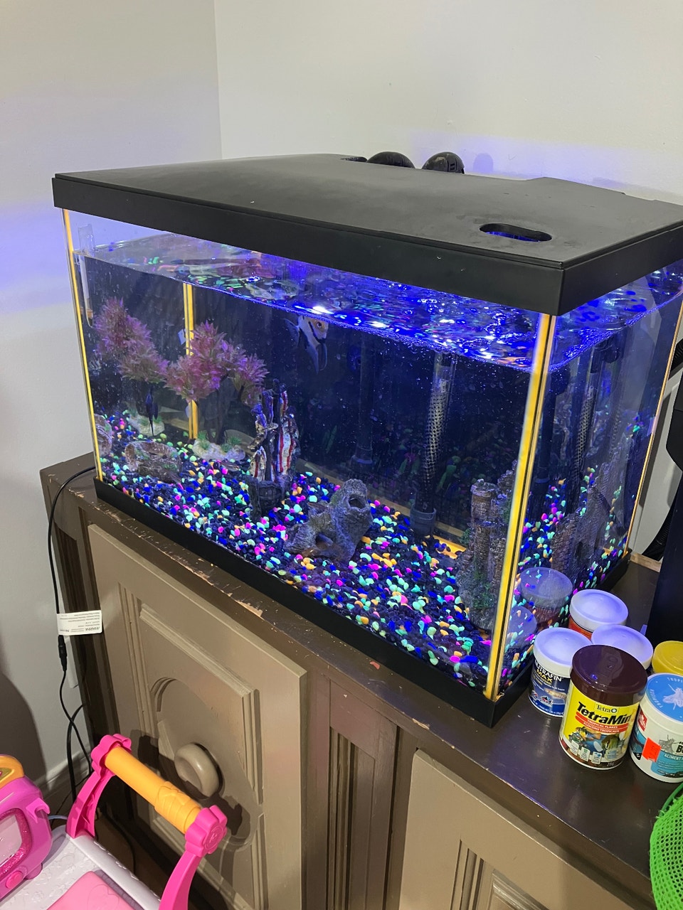 Aquarium avec poisson | Fish for Rehoming | Lévis | Free local ...